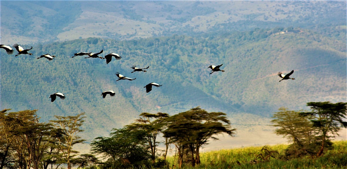 Safe and Secure Safari Payment Guidelines | by Joagro Safaris Tanzania ...