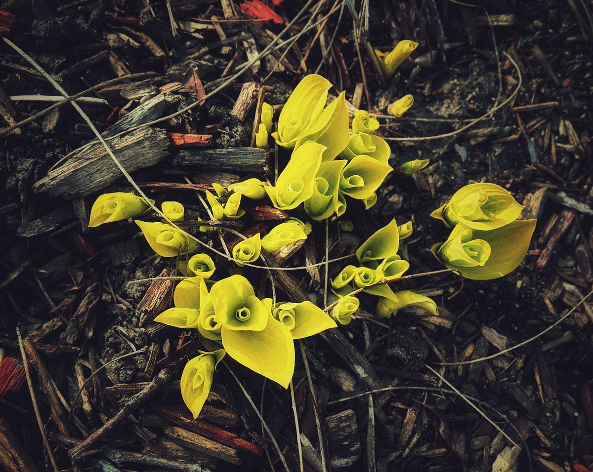 Nature Giggles in Springtime. The earth comes alive with all sorts of ...