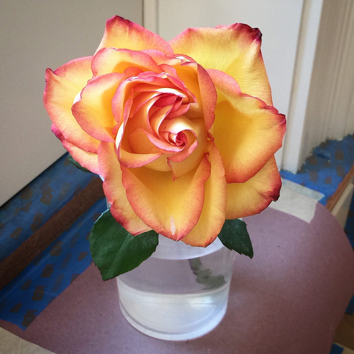 A Flower from a Stranger. A rose destined to continue opening, no… | by ...