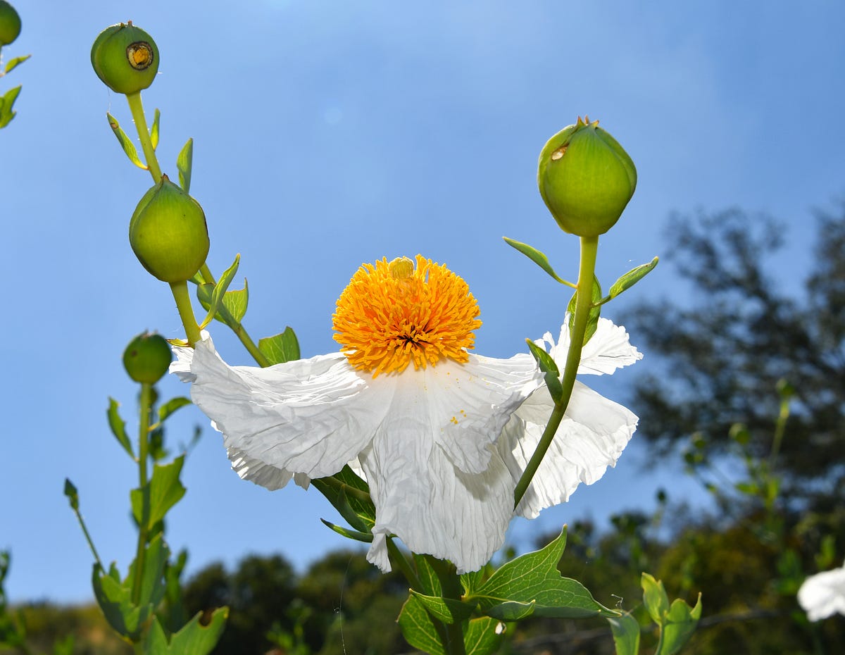 The Poppy. Oh, angel on high, your rapturous cry… | by Erika Burkhalter ...