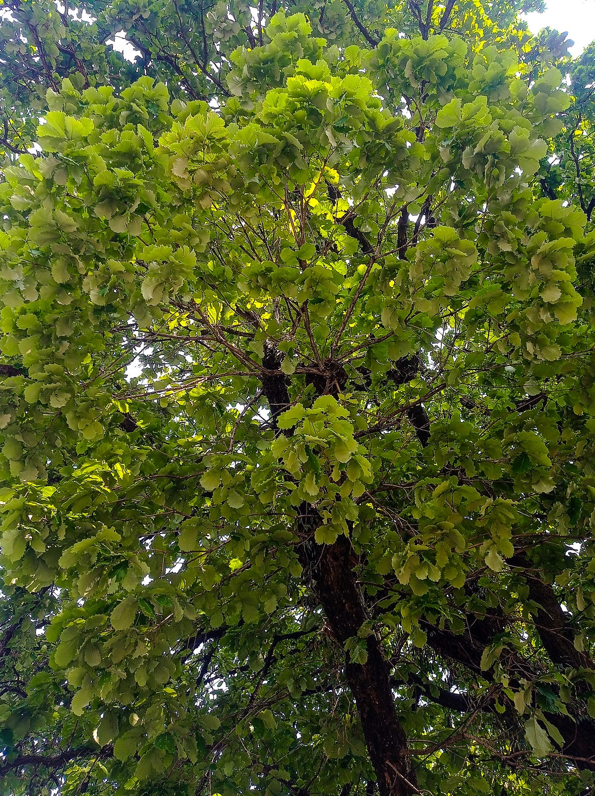 The Comfort of an Oak Tree This morning, while waiting for a cab, I ...