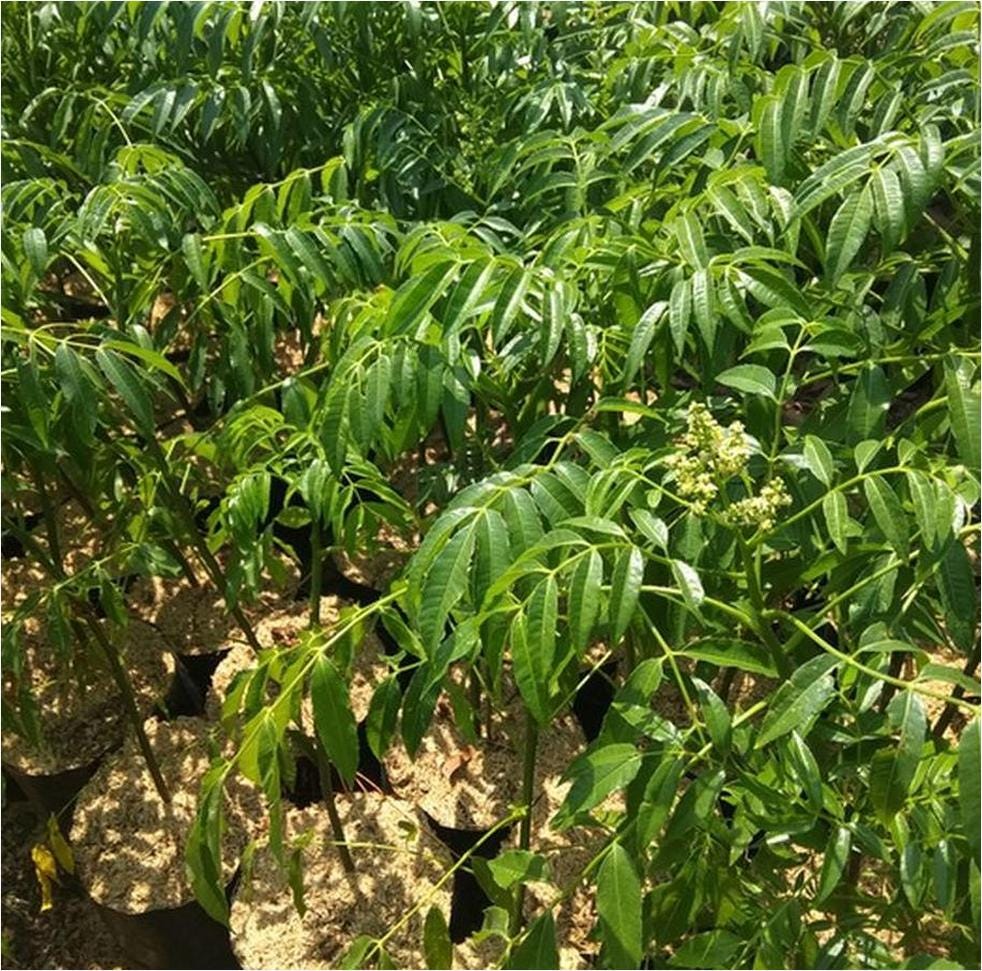 Bibit Kedondong Merah Buah Tanaman Murah Magetan Terlengkap | by ... Bibit Kedondong Merah Buah Tanaman Murah Magetan Terlengkap | by ...