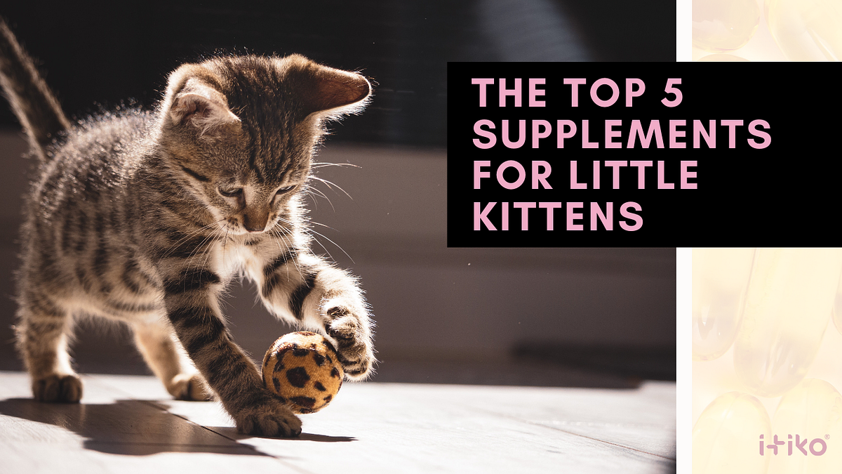 The Top 5 Supplements for Little Kittens | by Itiko - Delightful ...