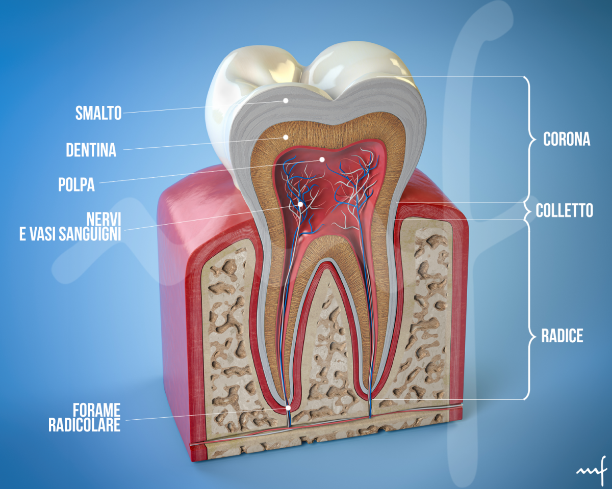 When an adult loses a tooth, is it wiggly, like a kid’s tooth, or does ...