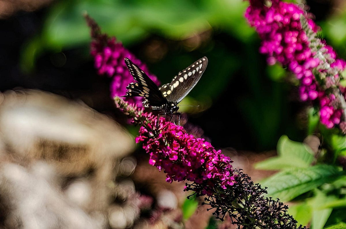 The Meadow. A prose poem about a meadown | by Brittany Benko | Zen ...