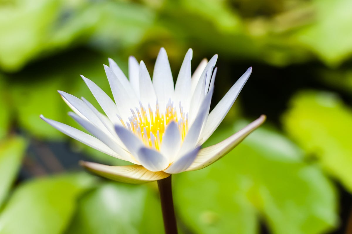 The Yoga of White Lotus | by Sumukhi Devi | Oct, 2023 | Medium