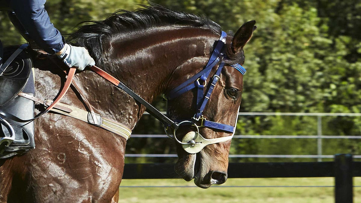 Muskoka Farm Horse Training NSW. Located just a hop, skip and a jump ...