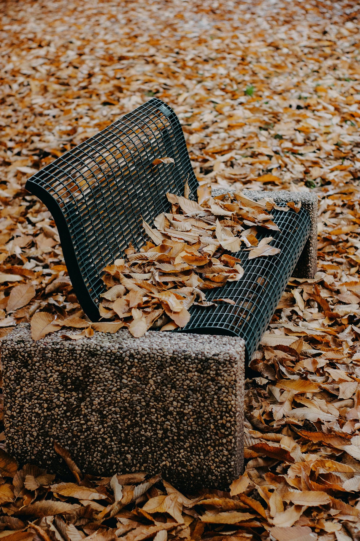 Autumn leaves, a colorful goodbye - Daily Poems 🫀 - Medium