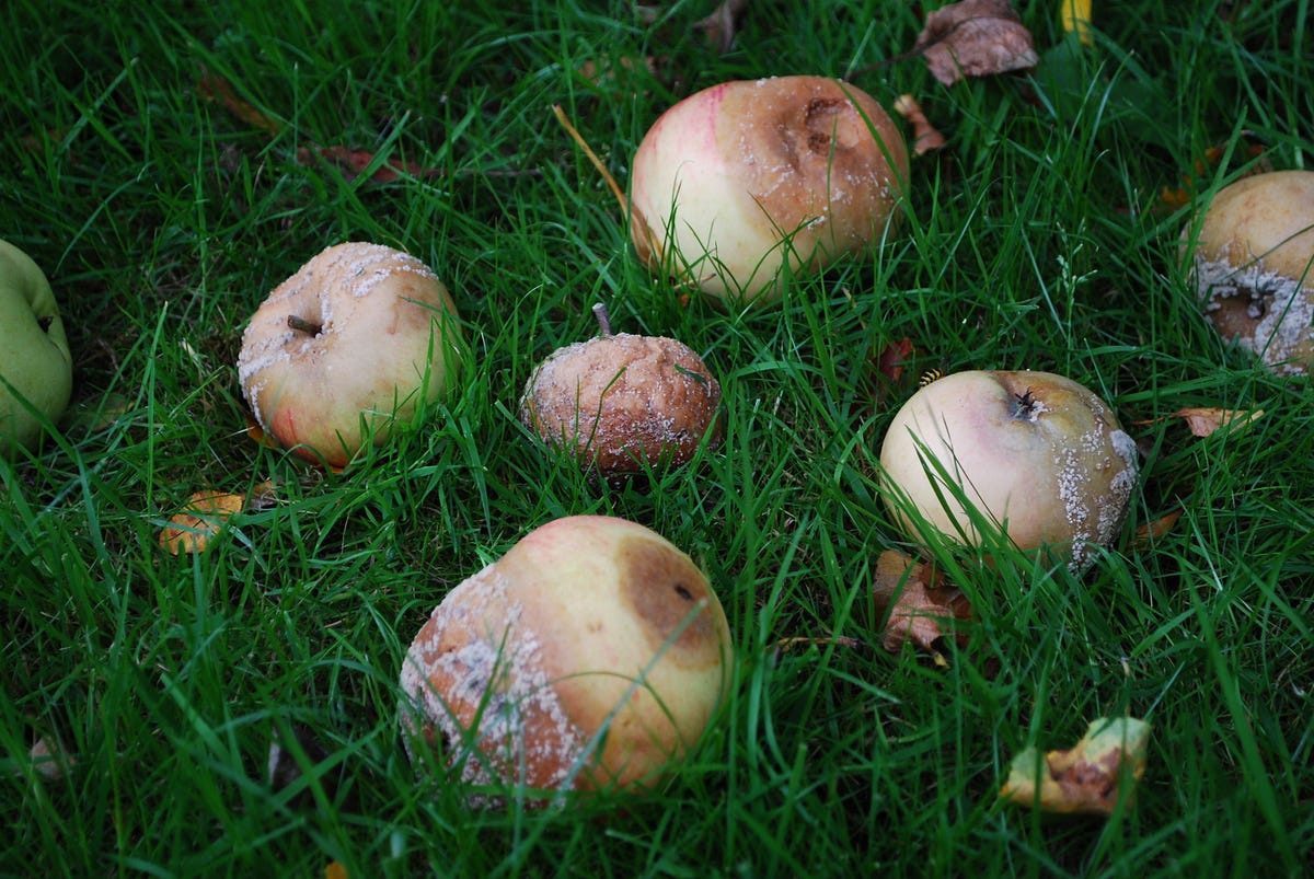 “Bad Apples” in the Church. This summer, I am teaching a course on ...
