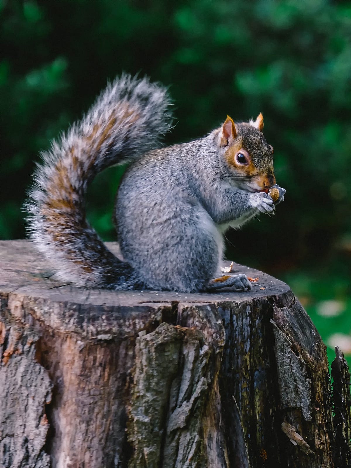 Squirrels ️ to TWERK. Introduction | by Nehemiah Ray | Medium