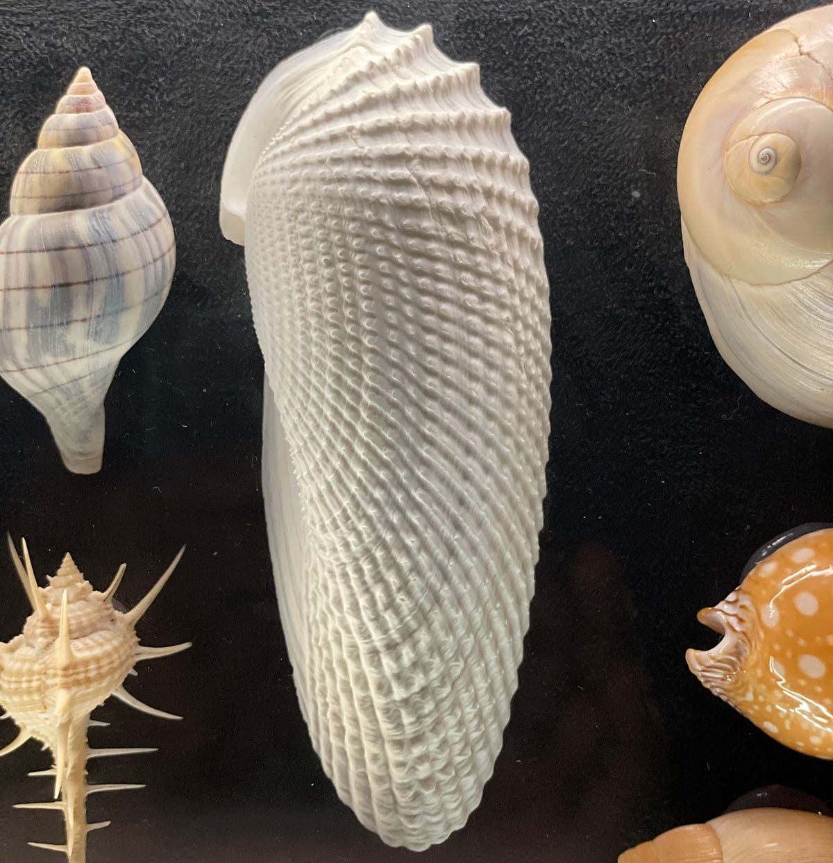 Pauli Matrices and Quantum 2-Level Systems | by Rahul Bhadani | Quantum ...