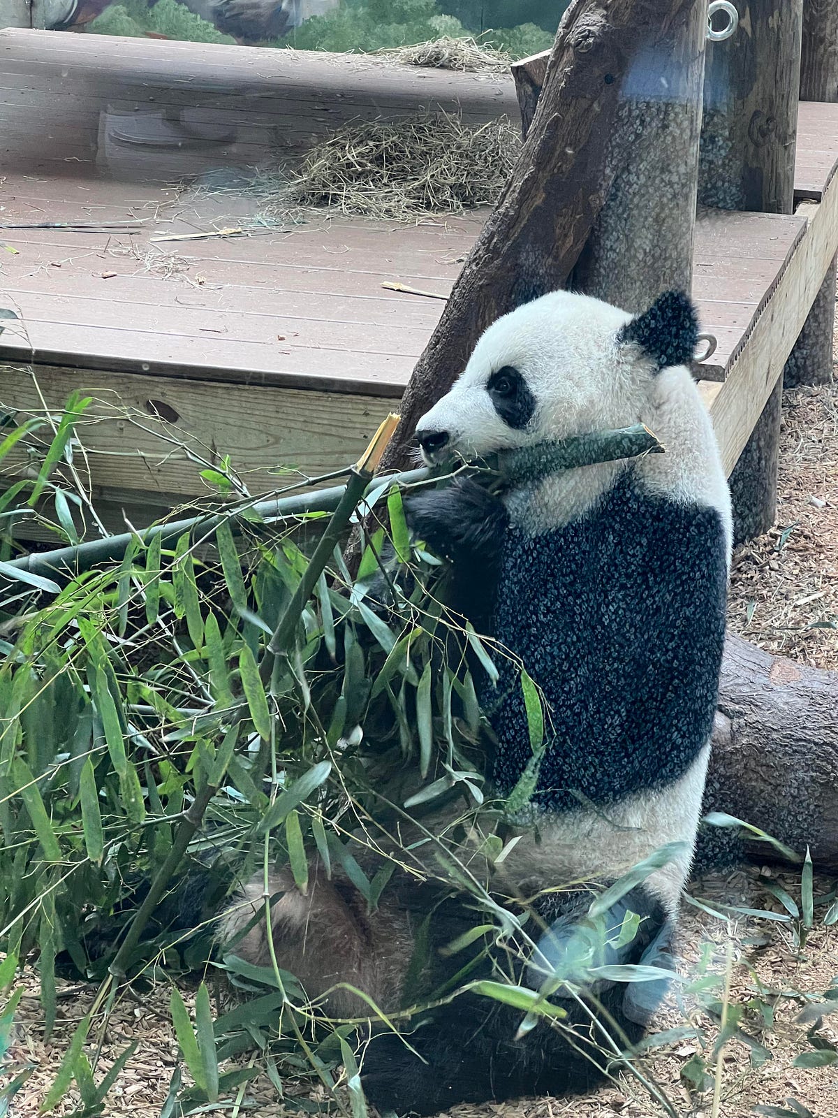 Is This The End of Panda Diplomacy? | by Adam Southers | Bouncin’ and ...