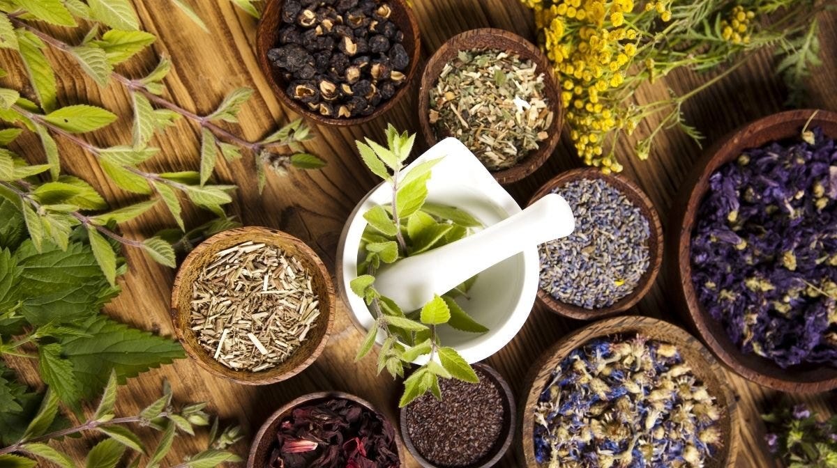 YOUR HERBAL FIRST Aid Kit Needs These 15 Plants | by Fitfindings | Medium