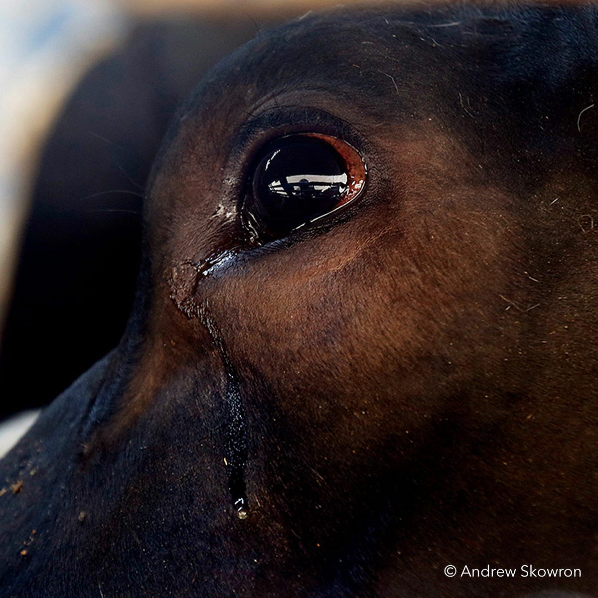 Yes! Animals Do Cry | By David Lawal | Medium