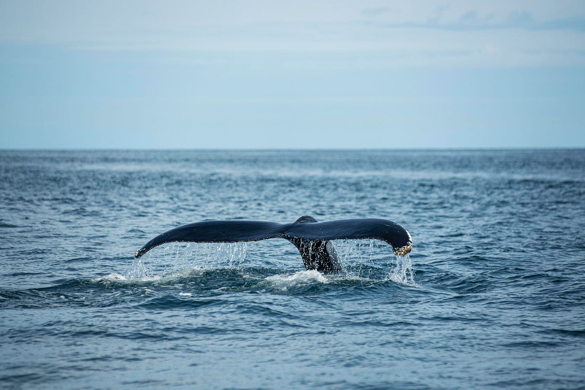La importancia de estudiar las Ballenas Sei - Todo sobre Ballenas - Medium