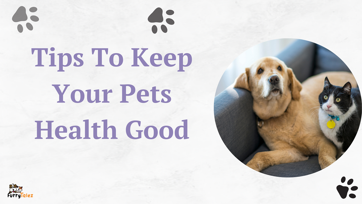 Tips To Keep Your Pets Health Good | by Nikita | Mar, 2024 | Medium