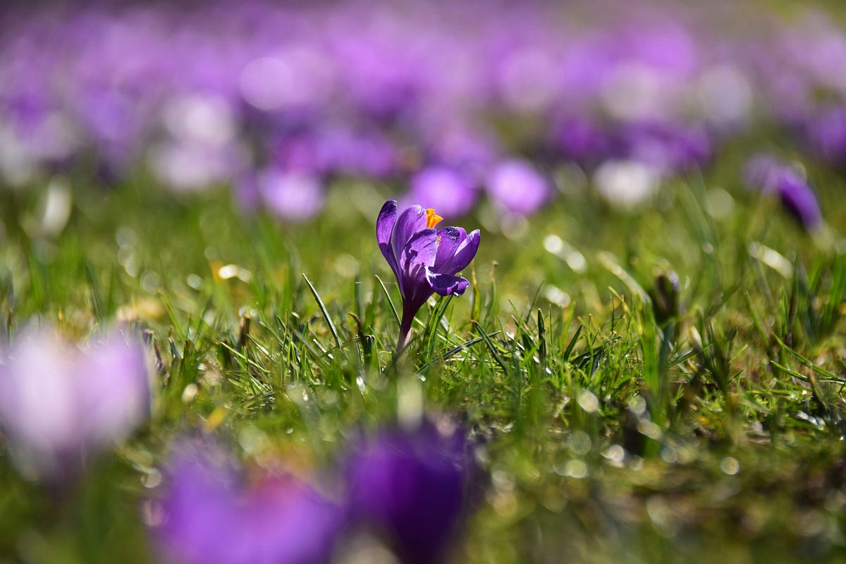 Hand in Hand With Spring. Let’s hope for a calming renewal for us… | by Thomas Gaudex | Scribe ...