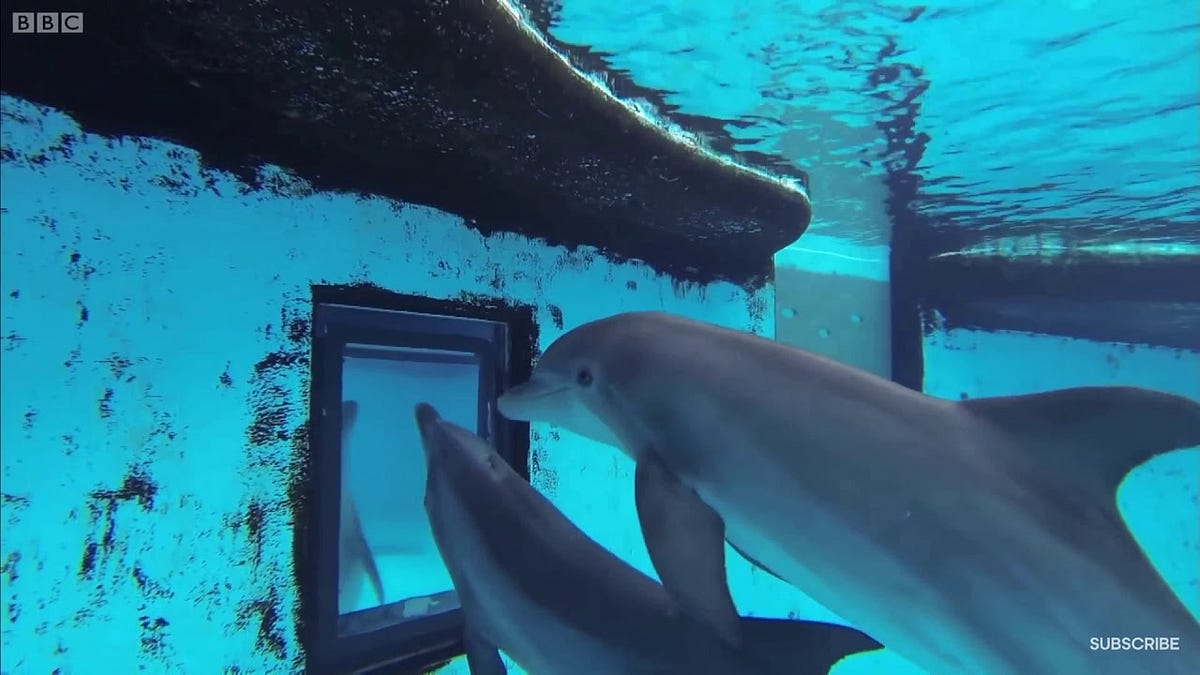 Having Video Calls with a Bunch of Mirror-Happy Dolphins | by Joeri ...