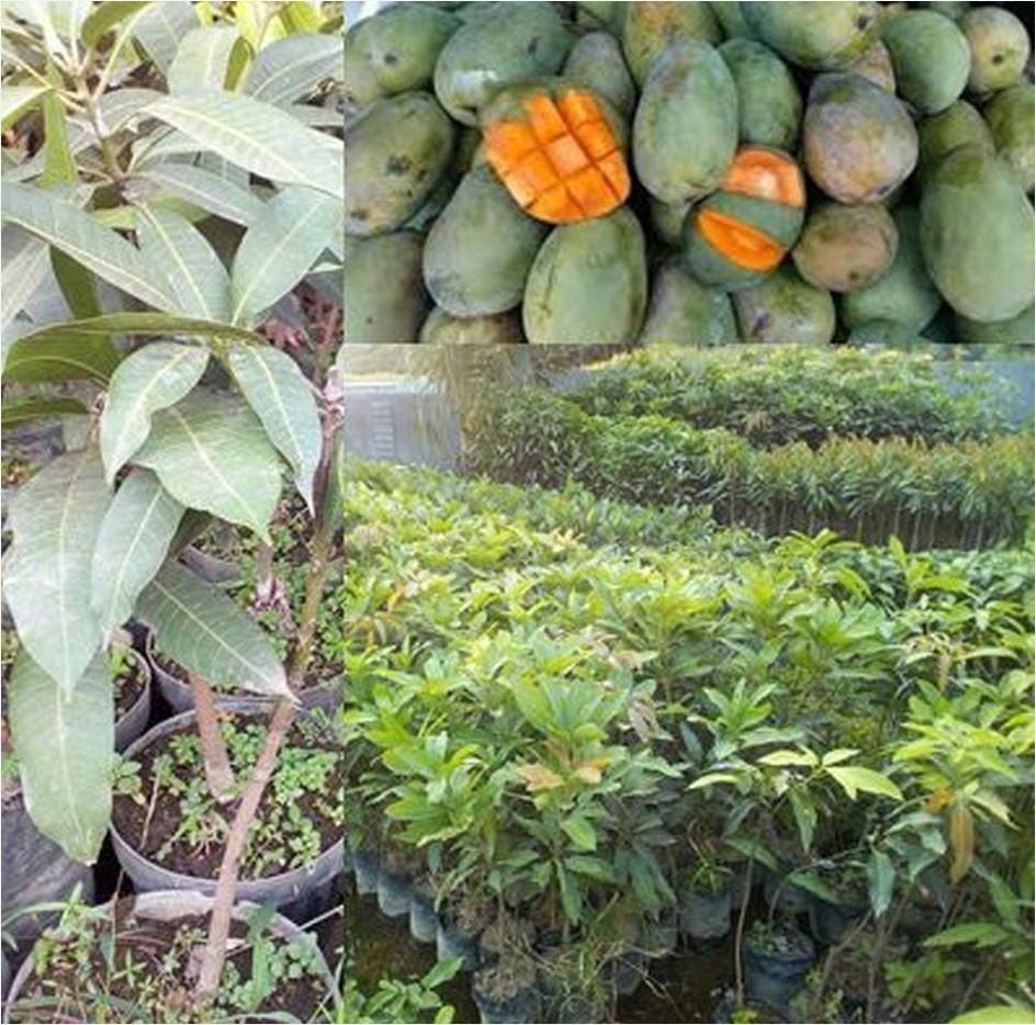 Bibit Mangga Gadung Semarang Berkualitas | by Sahale Asoka | Medium