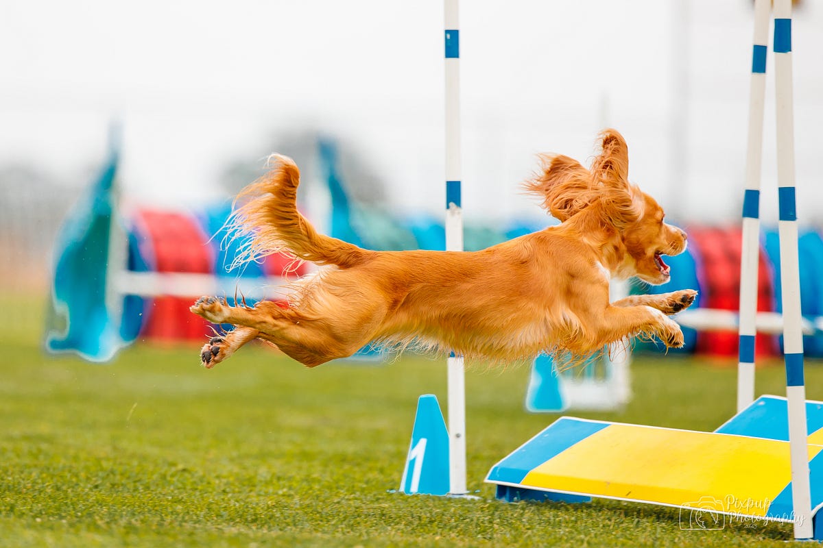 Small Agility Dogs, Big Agility World | by Courtney Keys - Dog Agility ...
