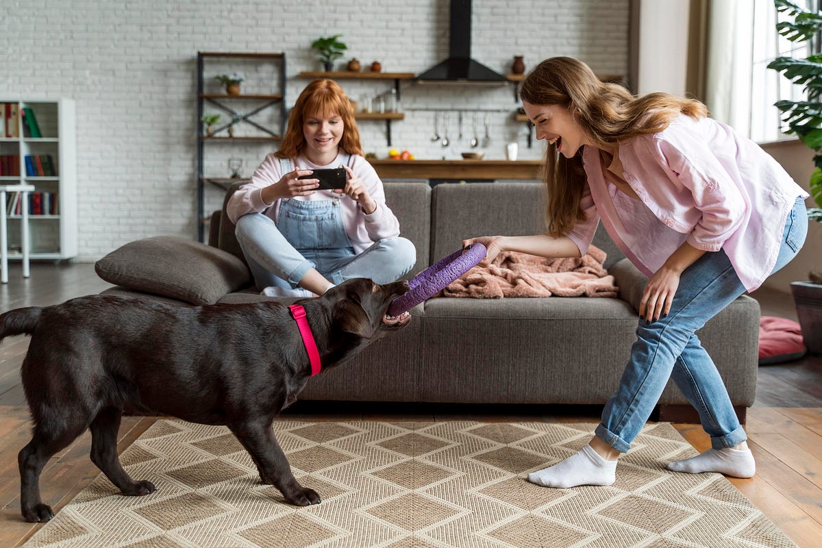Understanding the Role of Protection Dogs in Home Security | by V.I.P ...
