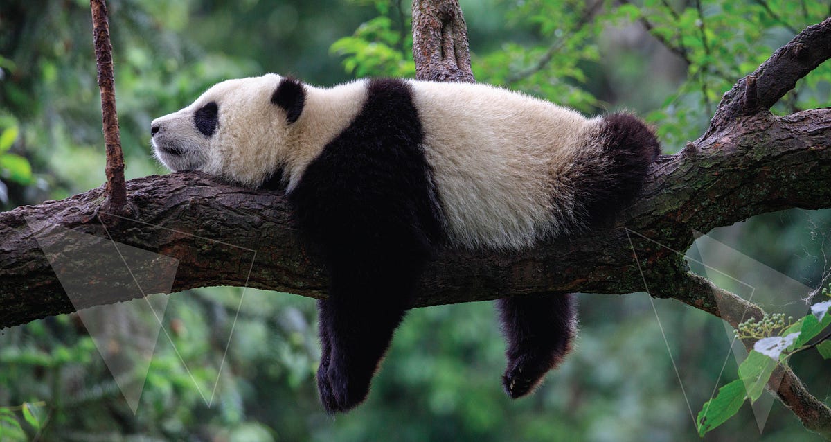 The Environmental Movement Forgot About Animals | by Intelligent ...