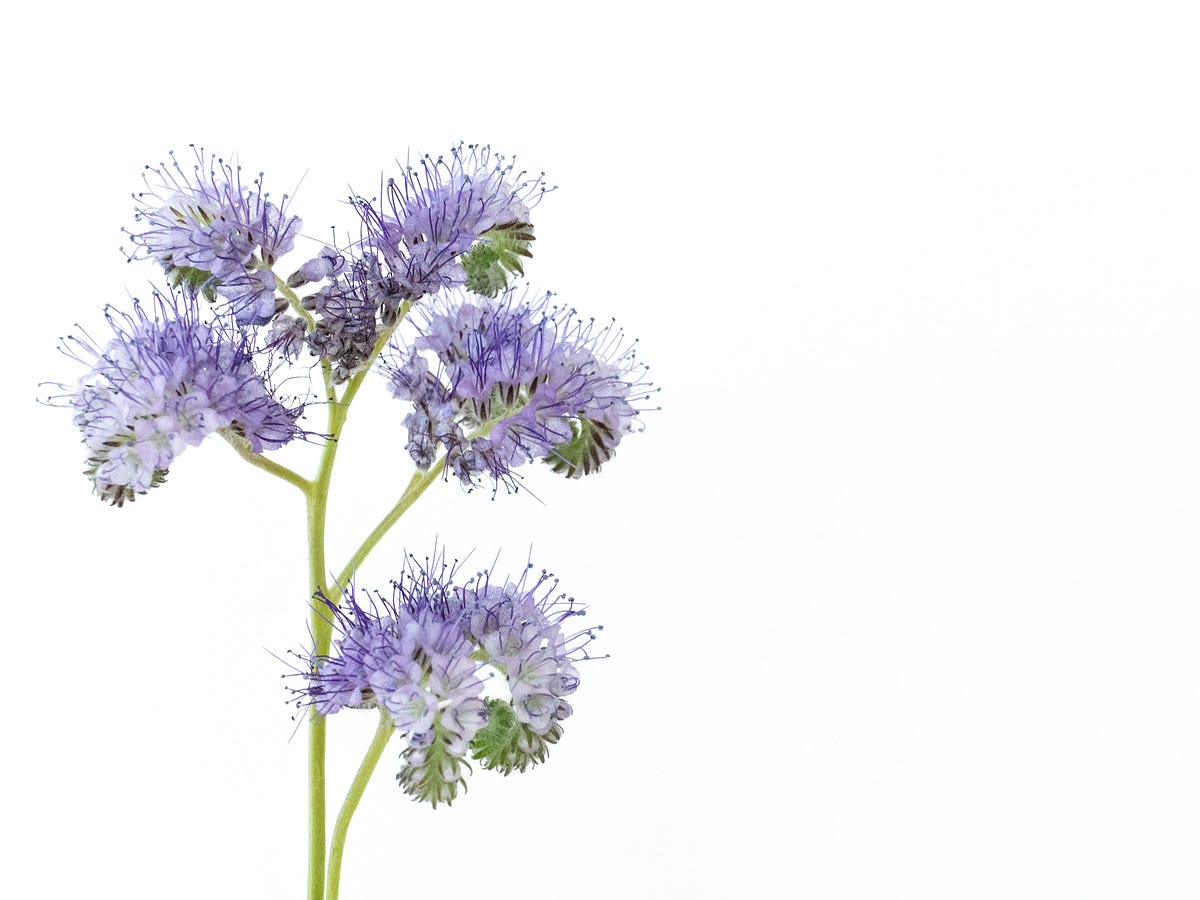 Self-Differentiation. How To Develop Your Sense of Self | by Resilience ...