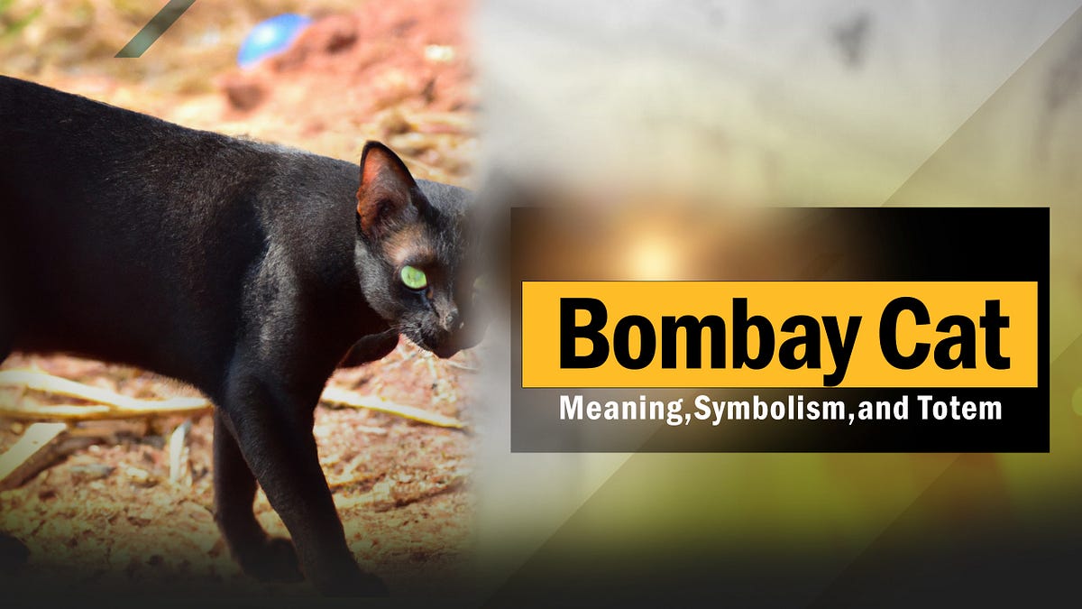 Bombay Cat Spiritual Meaning, Symbolism, and Totem - puppyplaying - Medium