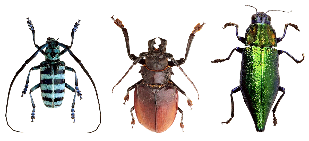 Skitter. The chitter of beetles in shadow, whose… | by edh lamport ...