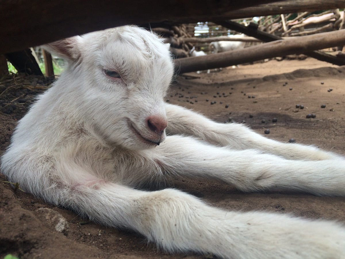 Brah, I was like, born yesterday, ok brah? | by Annette in Africa | Medium