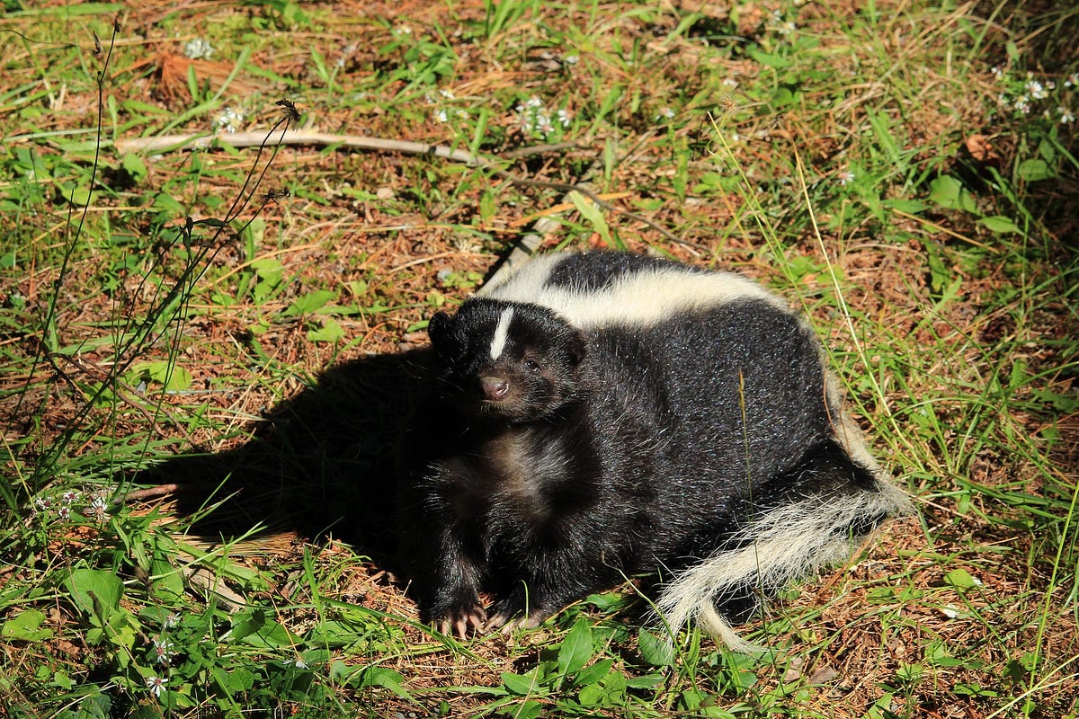 Skunk vs Cat: The Art of Defense. The skunk made the initiation. | by ...