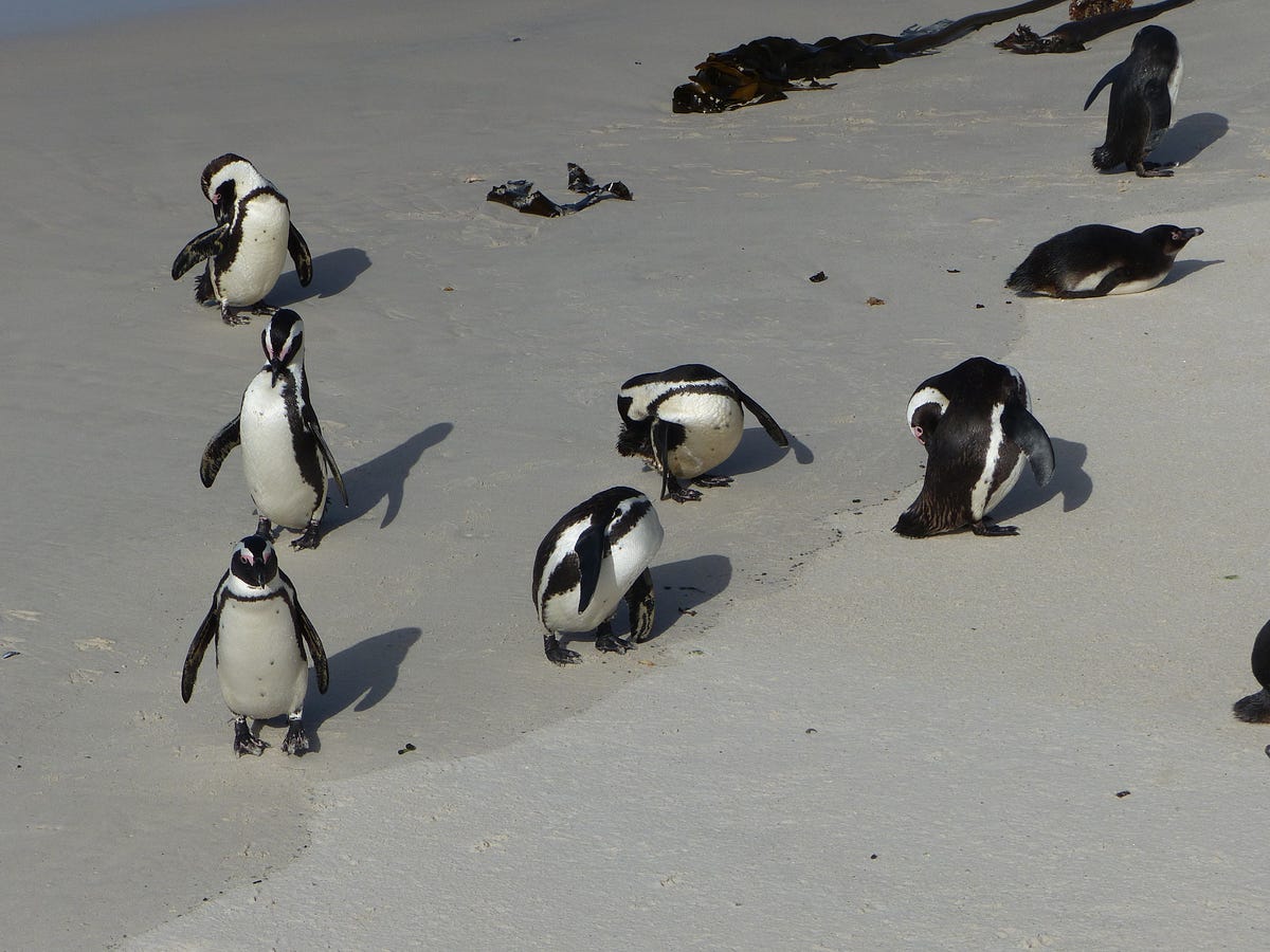 African Penguins in the Rain. Up close and personal with some of Cape ...