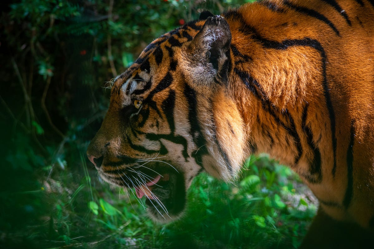 Drum. Animal House Vignette #24 | Harbinger |… | by Stefan Pasek ...