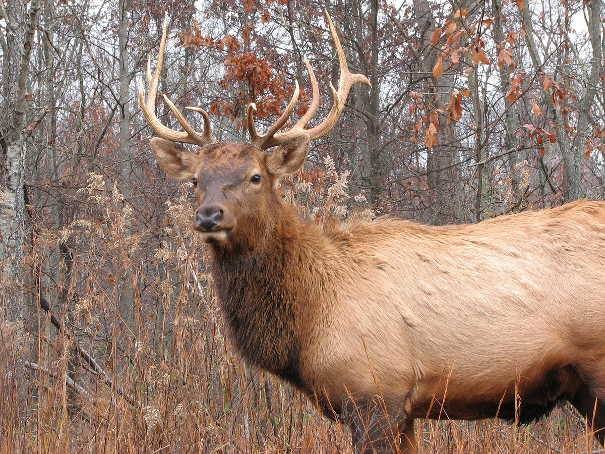 ELK: Initiation. In this post, we are going to see the… | by Daniel S ...