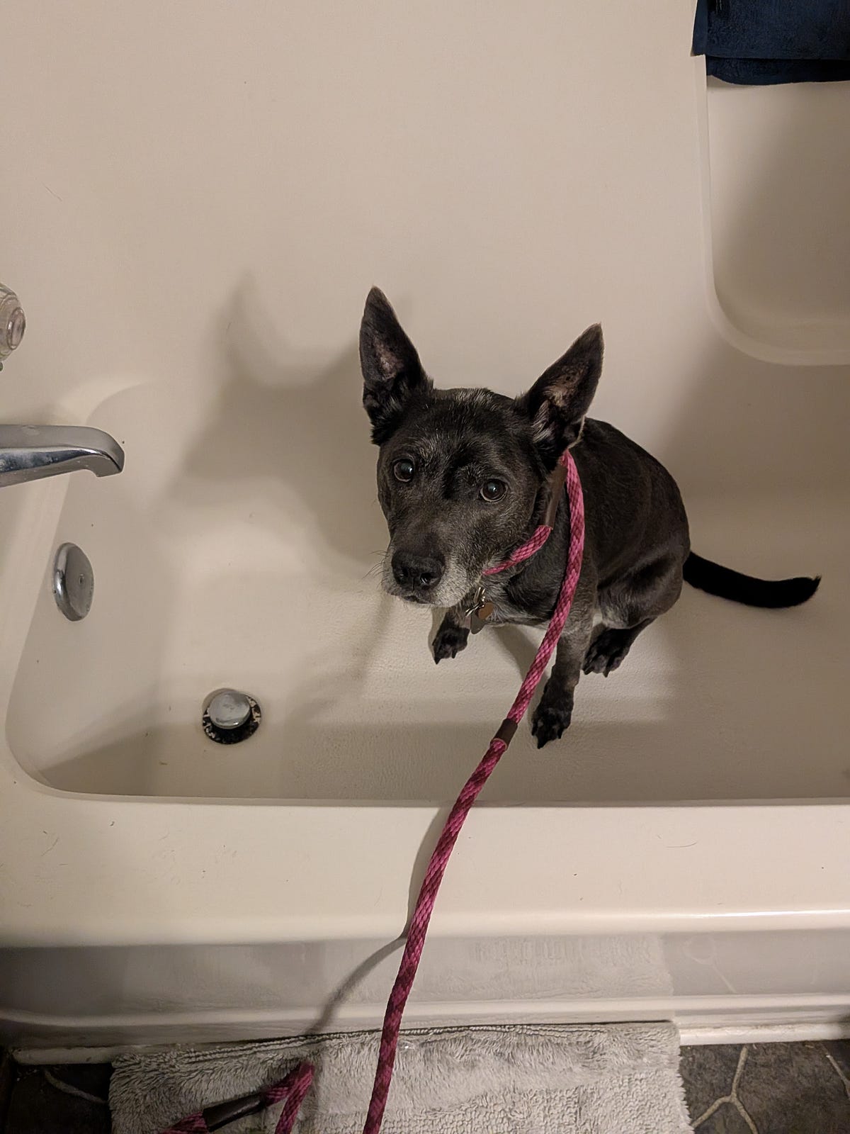 Dixie Ate Raisins! A Small Emergency That Revealed What Really Matters ...