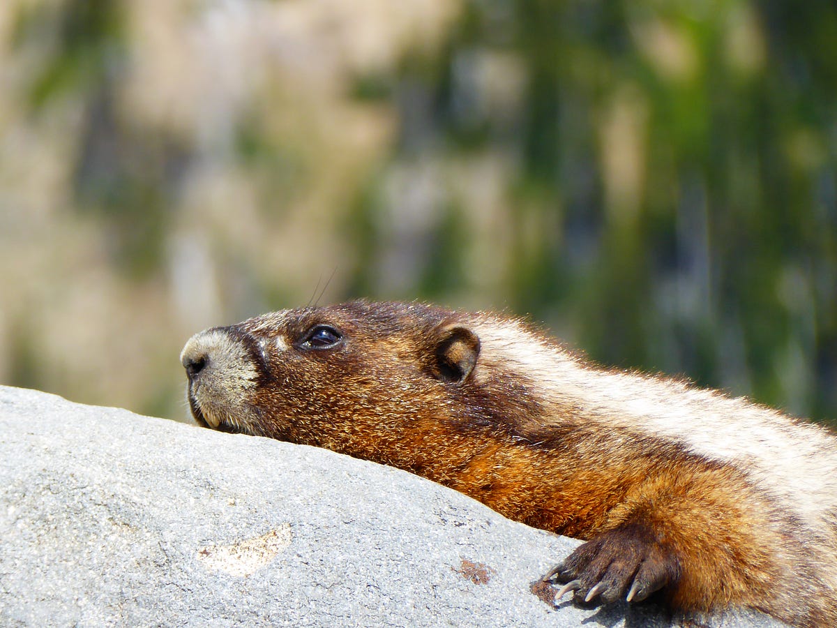 Hiking Alone: Reflections & Guidelines | by Evan Steckler | Medium