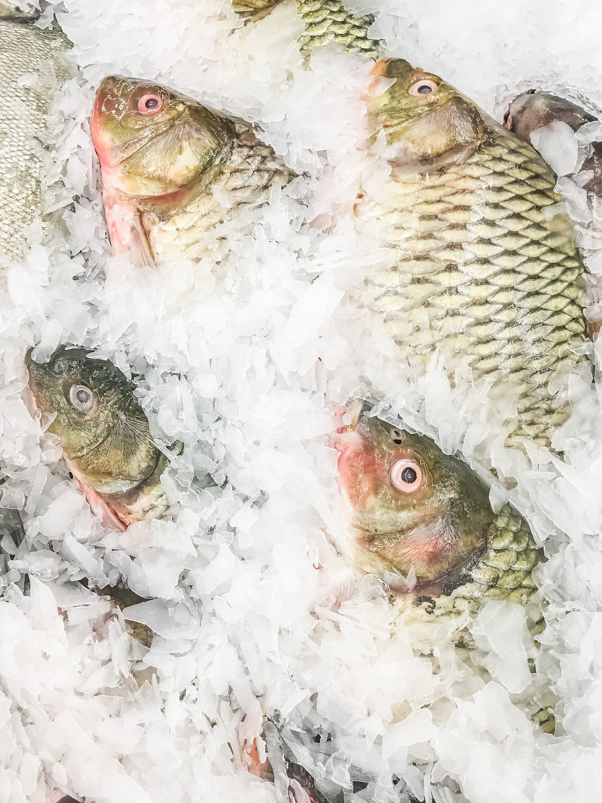 Pom…Pom…Pom… Fisherman on a bicycle, carrying a basket full of fresh ...