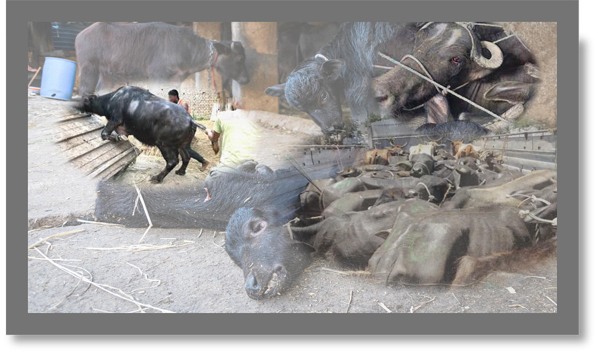 Healing In India: The Buffalo at the Old Delhi SPCA- Angels and Devils ...