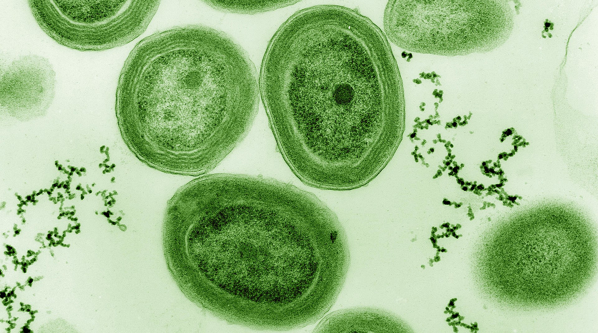 When Did Our Planet Really Begin to Breathe? — Dating the First Oxygen ...