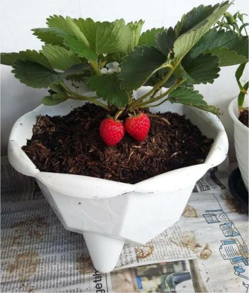 Bibit Tanaman Strowbery Calivorniya Buah Besar Kota Semarang ...