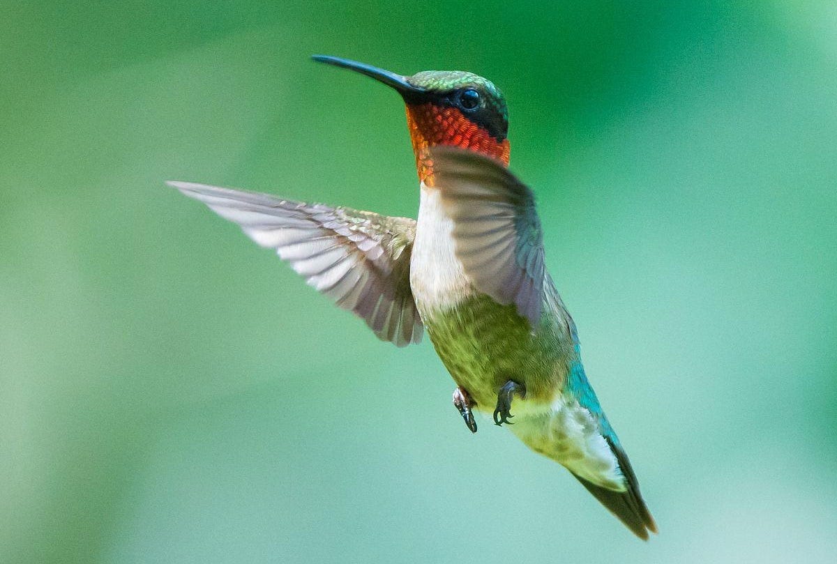 What Does a Ruby-throated Hummingbird Sound Like? | by Flybirdworld ...