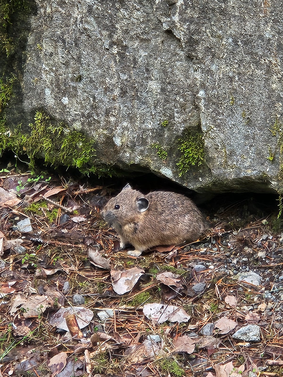 A Pika Sighting!. I was on a nature walk last week when I… | by Sara ...