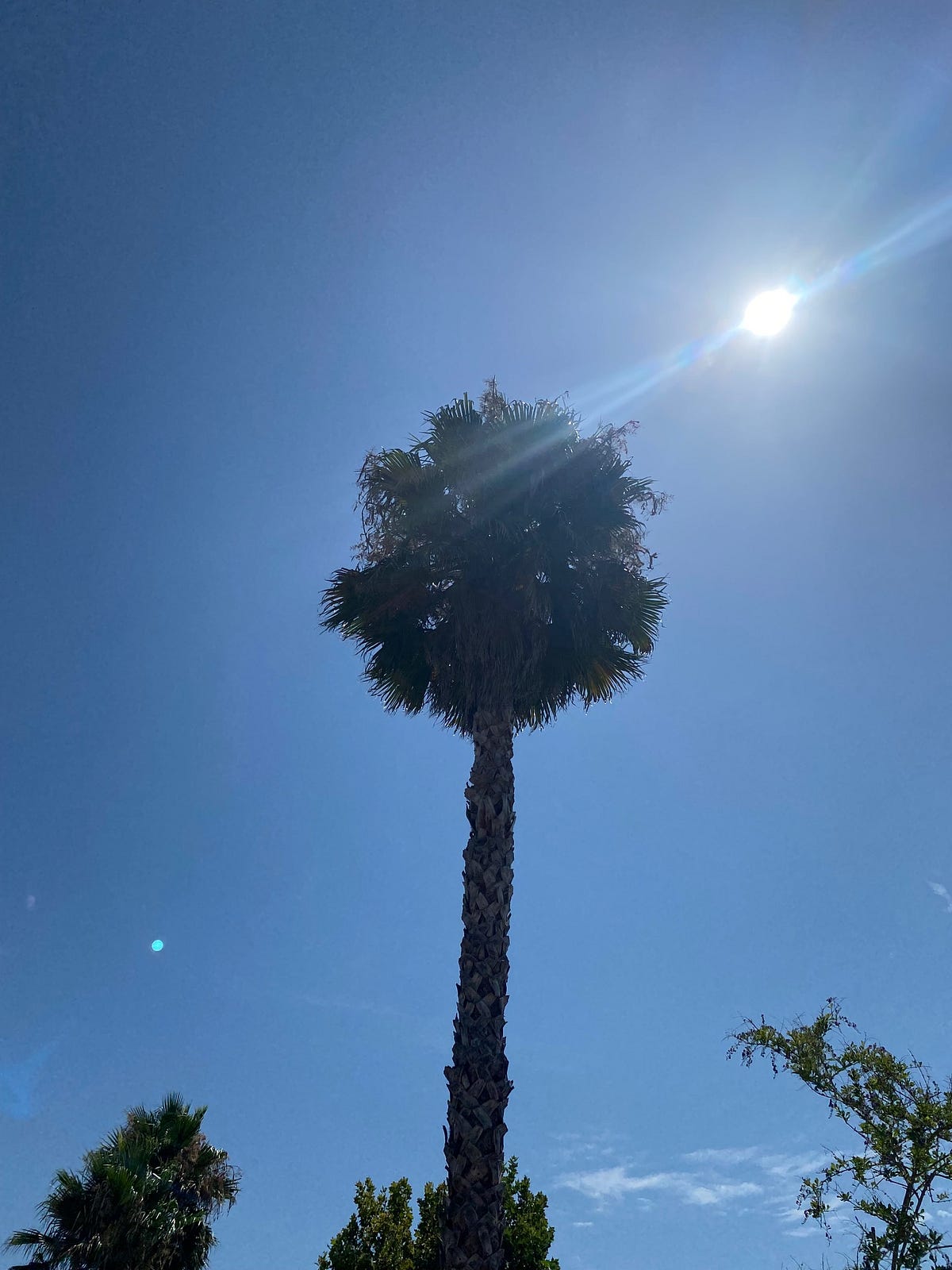 My Neighbor Wants to Cut Down This Palm Tree | by Michael Rhodes | The ...