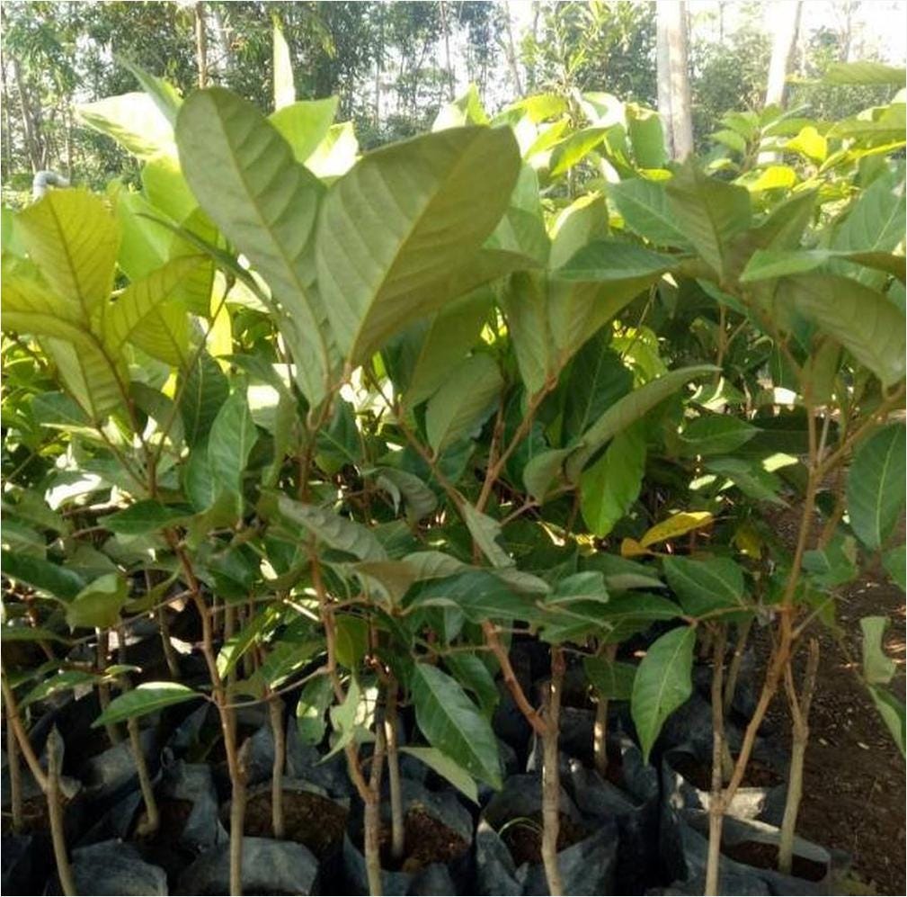 Bibit Rambutan Rapiah Tanaman Garut Berkualitas | by zahrah bibit | Medium