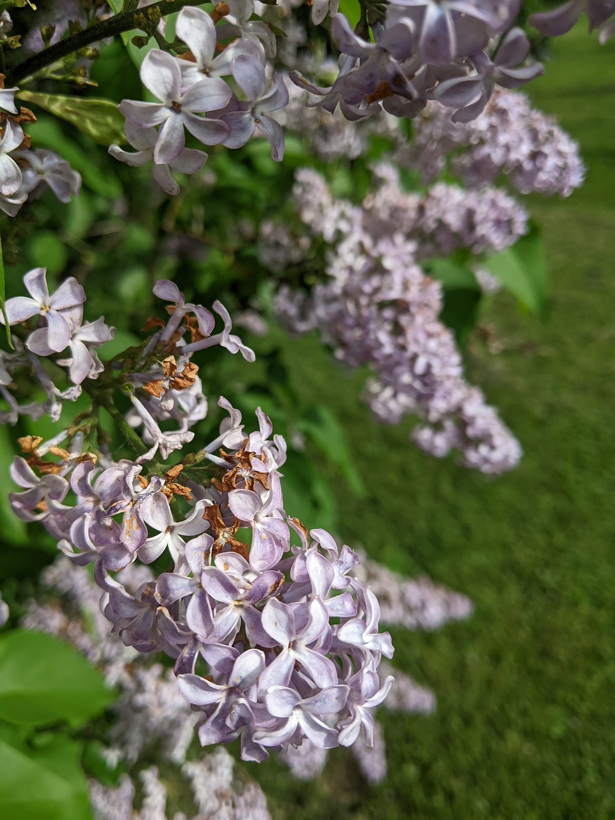 The Lilacs are Fading and I Can’t Stop Them | by Joanna Rodriguez ...