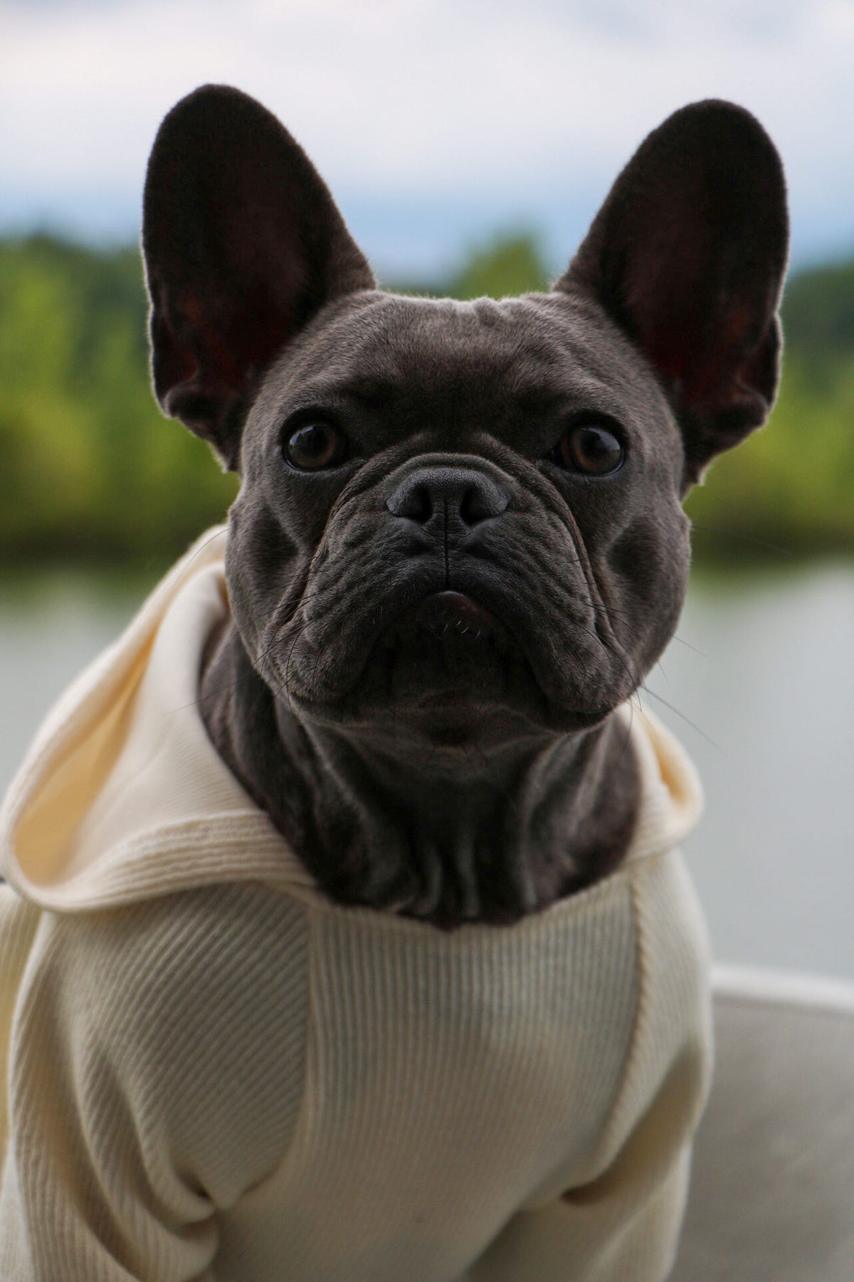 Dog is God backwards. As humans, we are known for preparing… | by ...