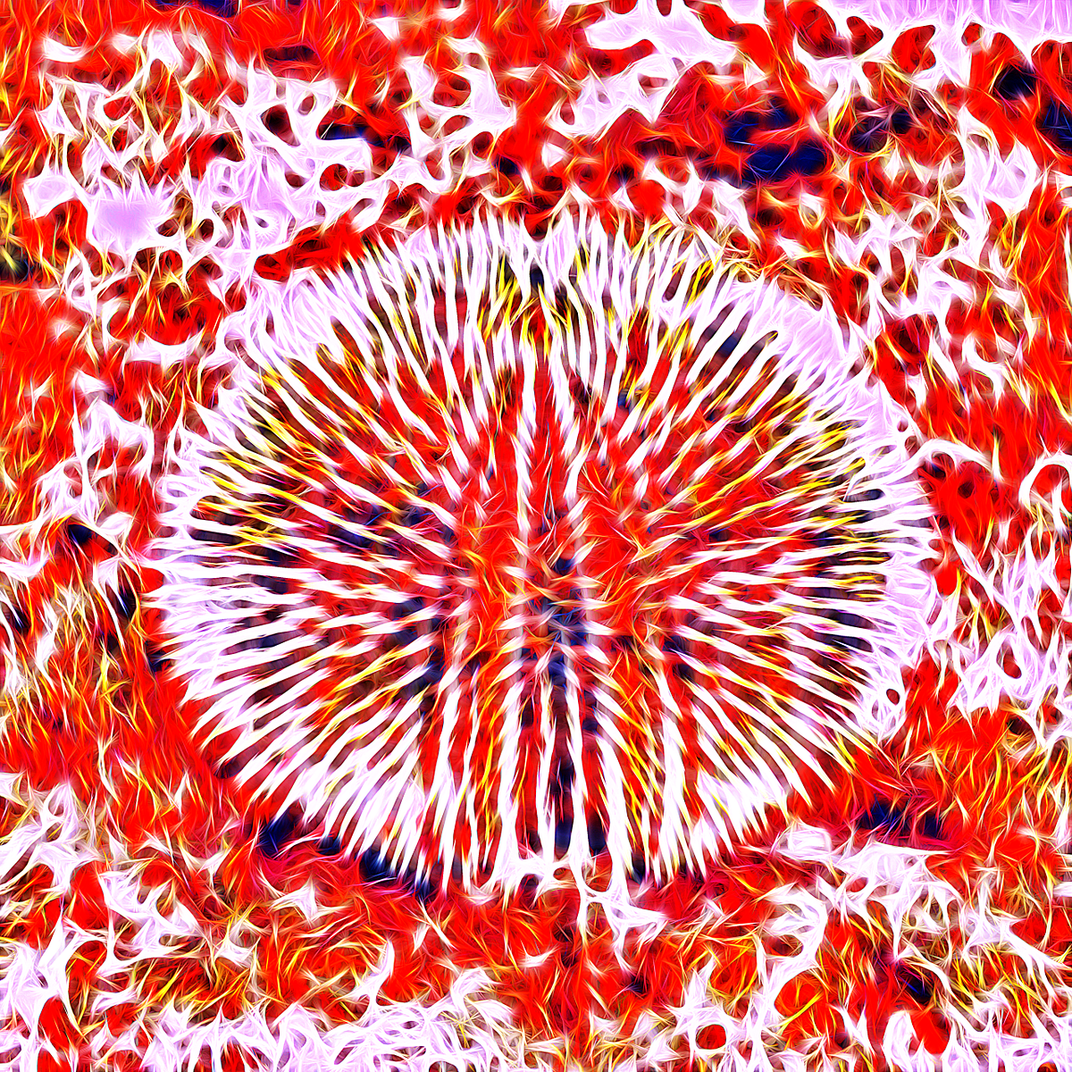 NFT ART Sea urchin - Writer Hacker - Medium