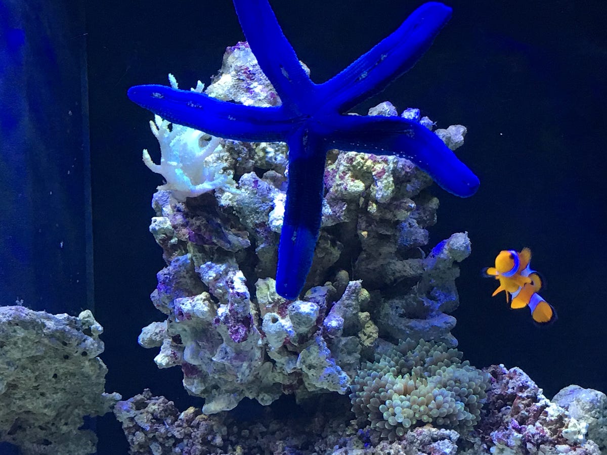 Making a Murderer — Fish Tank Series. The tale of Steven Anemone — Part ...