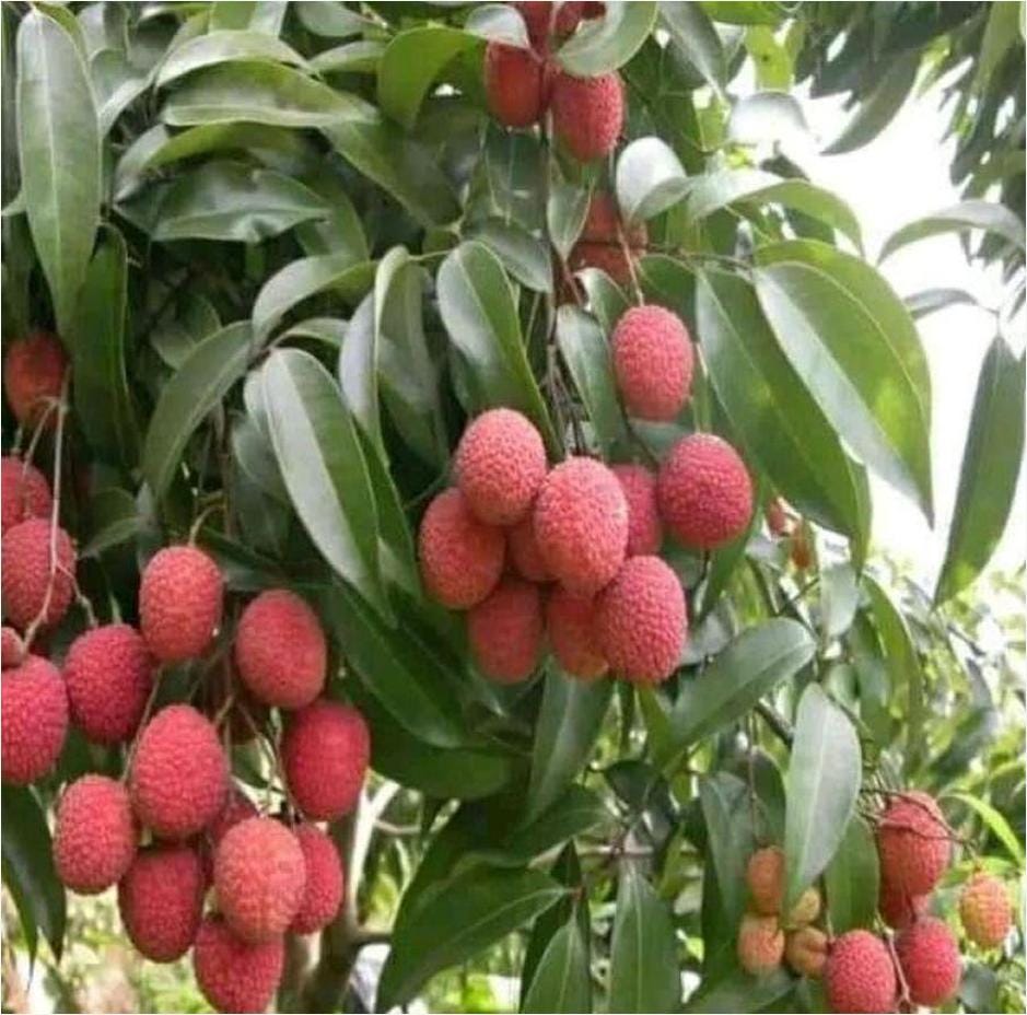 Bibit Leci Merah Super Cangkok Bogor Terlaris | by Agro Tani Berkarya ...