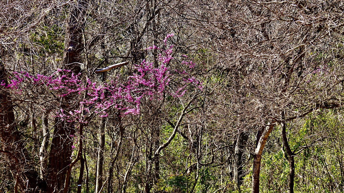 Spring is Softly Spry. Noticing the splashes of color as… | by Becca CO ...